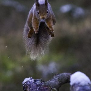 Chernobyl Children's Project (UK) » Shop